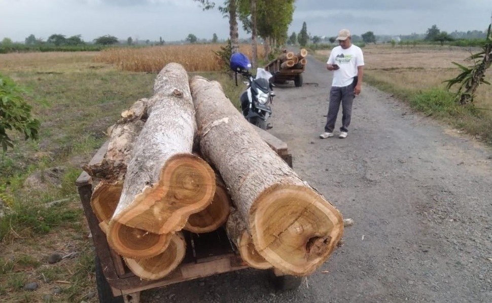 Polhutmob Perhutani Banyuwangi Selatan Amankan Belasan Kayu Jati Diduga